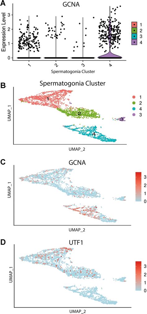 Single Cell Transcriptome Profiling Of Adult Human Spermatogonia A