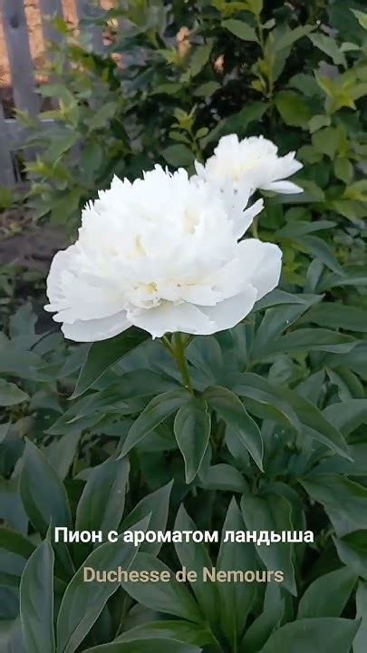 Пион Дюшес Де Немур пионы цветы Flowers сад Youtube