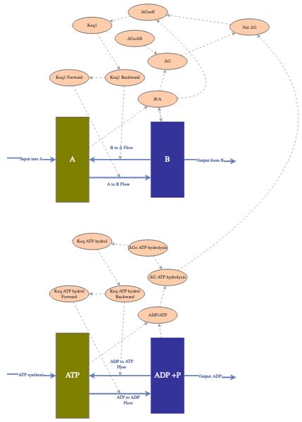 Biol 205 Simulation Of Coupling Atp Hydrolysis Insight Maker