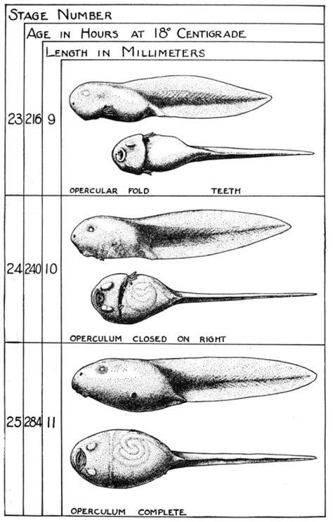 Book The Frog Its Reproduction And Development 2 Embryology