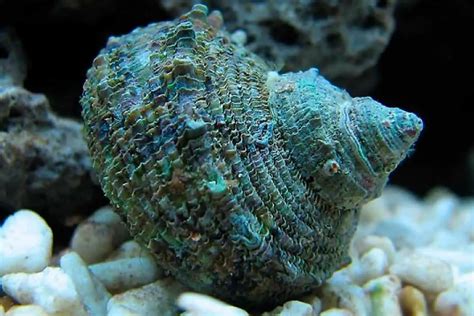 What Do Saltwater Snails Eat Aquariumia