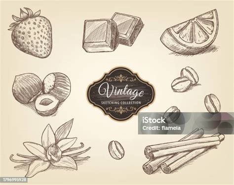 딸기 오렌지 초콜릿 바닐라 계피 헤이즐넛 호두 아몬드 커피 콩의 빈티지 스케치 채식주의자 유기농 식품 벡터 일러스트 레이 션 감귤류 과일에 대한 스톡 벡터 아트 및 기타