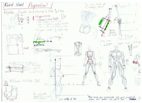 Proportion Cheat Sheet By Mitko2025 On Deviantart