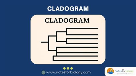 Cladogram Features Parts Examples Vs Phylogram Cladogram Features Parts Examples Vs Phylogram