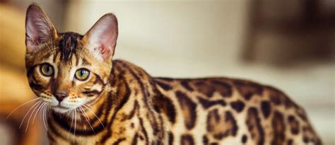 List Of Cat Breeds Types Of Cats