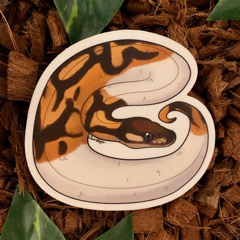 Piebald Ball Python Sticker Amphisbaena Exotics Piebald Ball Python Sticker Amphisbaena Exotics