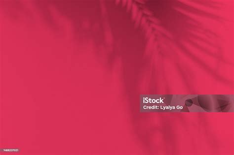 마젠타색 배경에 야자수 잎 그림자 복사 공간이 있는 미니멀한 여름 이국적인 컨셉 0명에 대한 스톡 사진 및 기타 이미지 0명 관광 리조트 관목 Istock