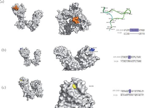 Insights On Genetic Characterization And Pathogenesis Of A Gi 19 Qx Like Infectious Bronchitis