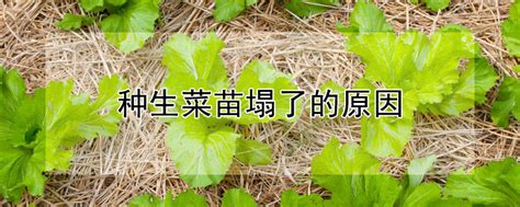 种生菜需要多厚的土 发财农业网