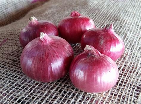 Элэг бол хүний биеийн хамгийн чухал эрxтэн Тэгвэл элгийг улаан сонгины тусламжтай төлжүүлж