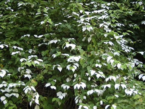 아까시나무 황화현상 확산 개다래나무는 백화 발생 영남일보 사람과 지역의 가치를 생각합니다