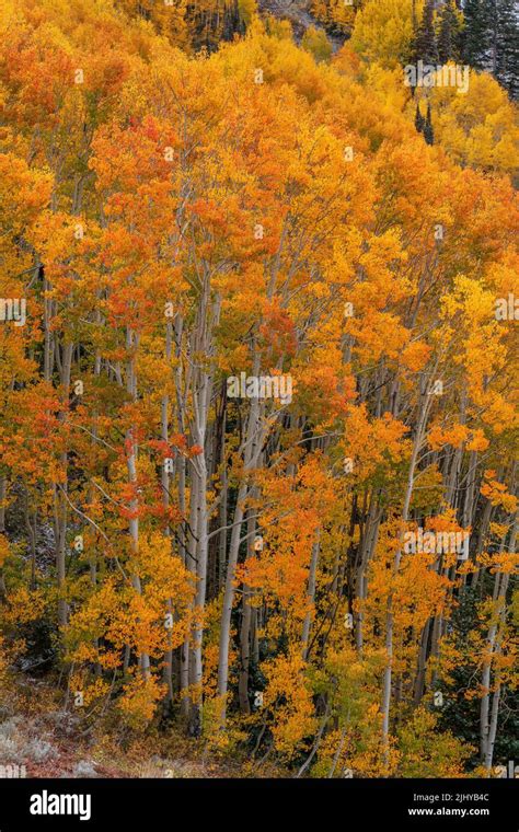 Stand Of Quaking Aspen In Autumn Big Cottonwood Canyon Wasatch