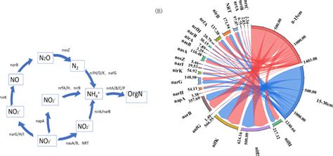 Effects Of Different Nitrogen Applications And Straw Return Depth On