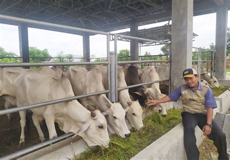 Potensi Sapi Sumba Ongole Majalah Infovet I Majalah Peternakan Dan