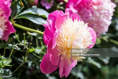 직사 광선에 큰 섬세 한 분홍색과 흰색 모란 꽃 부시 화창한 여름 날에 정원에서 부드러운 초점으로 촬영 아름 다운 야외 꽃 배경 0명에 대한 스톡 사진 및 기타 이미지