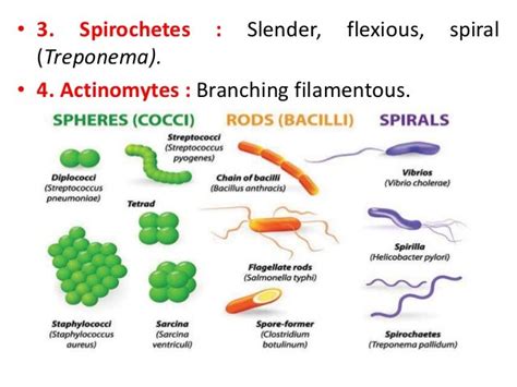 Bacterial Cell Structure And Function