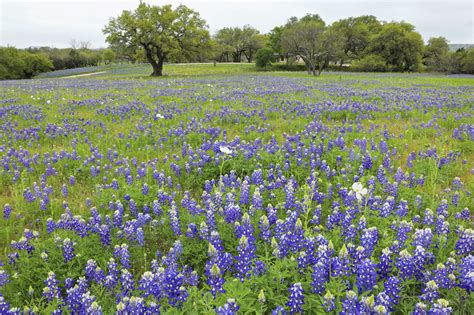 Preserve Bastrops Natural Land Pines And Prairies Land Trust The