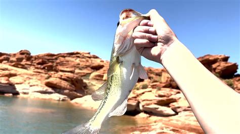 Pre Spawn Bass Fishing Sand Hollow Reservoir Utah Youtube