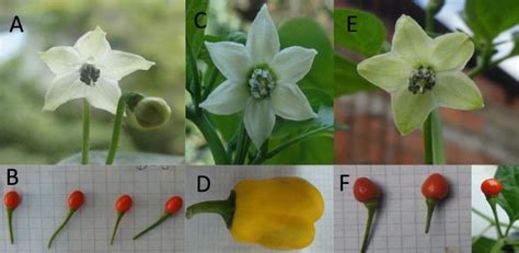 Identification Of Capsicum Species From Colombia By Dna Fco Javier