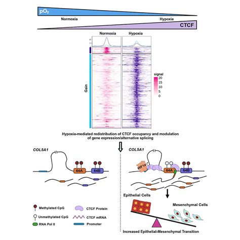 Hypoxia Induced Ctcf Mediates Alternative Splicing Via Coupling