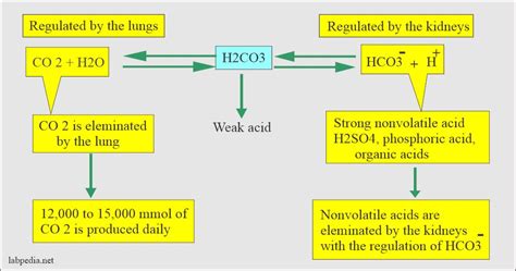 Acid Base Balance Part 2 Introduction Of Acid Base Balance