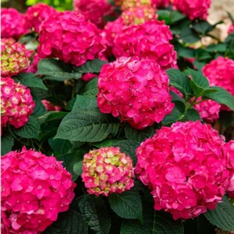 수국 12cm 사각포트 엔드레스썸머 빨간수국