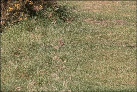 Meadow Pipit Cameraderie