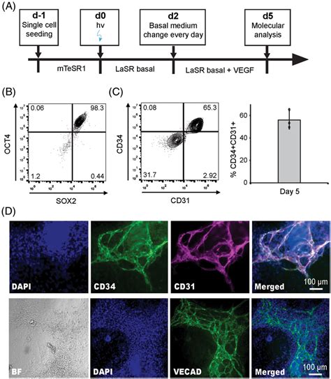 Optogenetic Directed Differentiation Of Human Pluripotent Stem Cells Download Scientific