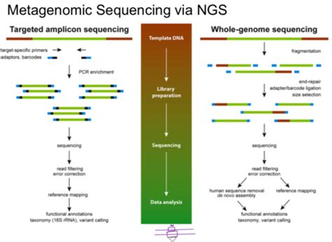 Microbial Genomics Flashcards Quizlet