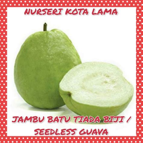 HYBRID POKOK JAMBU BATU TIADA BIJI Seedless Guava Tree Psidium Guajava Live Plants