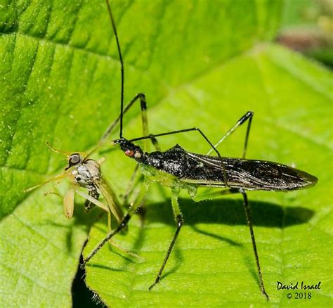 Assassin Bug Eating Fly Zelus Luridus Bugguidenet