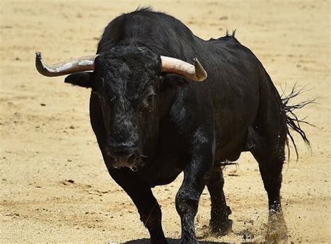 The Story Of The Spanish Fighting Bull