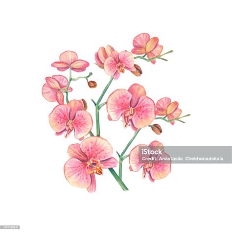 흰색 바탕에 난초 가지입니다 열대 분홍색 꽃의 수채화 그림입니다 난초 꽃다발이 든 엽서 배경 디자인 팩 스파 템플릿에 대한 꽃 식물 그림 0명에 대한 스톡 벡터 아트 및