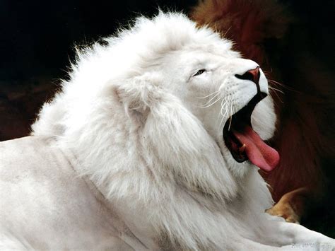 45 Wild Animals Wallpapers And Backgrounds For Free