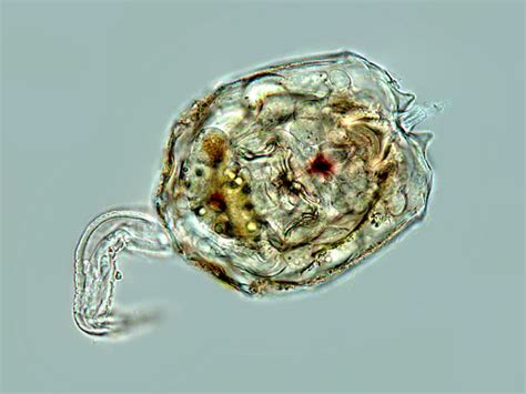 The Rotifers Rotatoria Of Germany And Neighbouring Countries Brachionus Angularis Gosse 1851