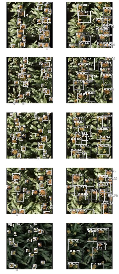 Retinanet For Sorghum Head Detection Advanced Part 1 V3 Fastai