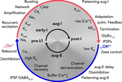 Schematic Representation Of The Dynamic Interplay Of Synaptic Processes Download Scientific