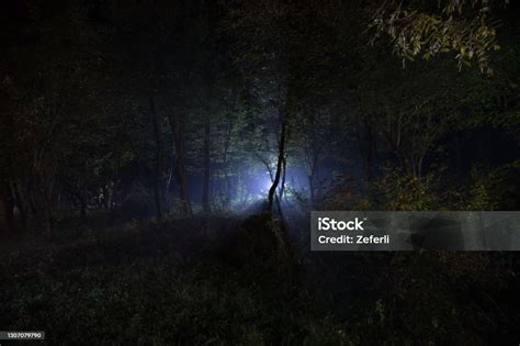 밤에 어두운 숲에서 이상한 빛 어두운 숲에 빛이 서 있는 사람의 실루엣 안개 시간에 숲에서 어두운 밤 초현실적 인 야간 숲 장면 공포 할로윈 개념 동화 감정에 대한 스톡