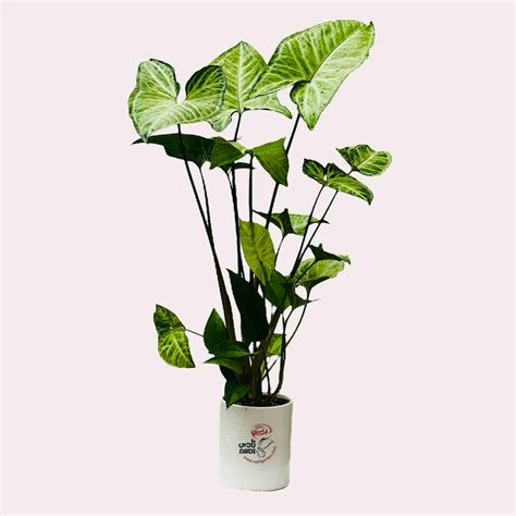 خرید و قیمت گیاه سینگونیوم نادی گاردن