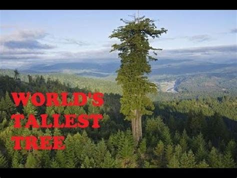 Worlds Tallest Tree