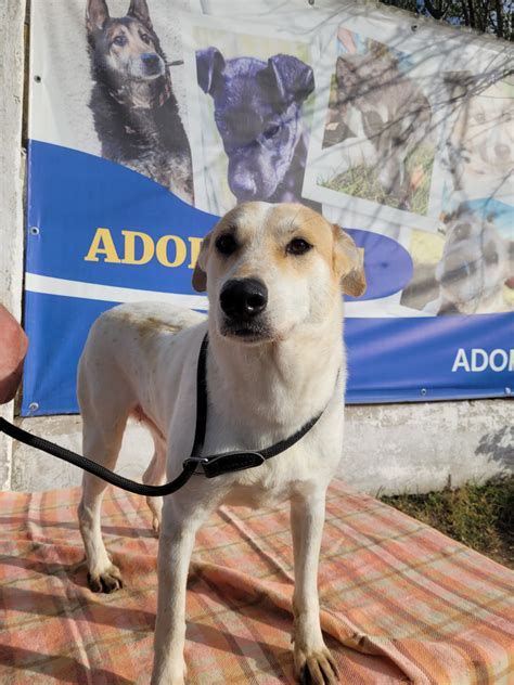 Câini Disponibili Pentru Adopție Aspa Bucuresti