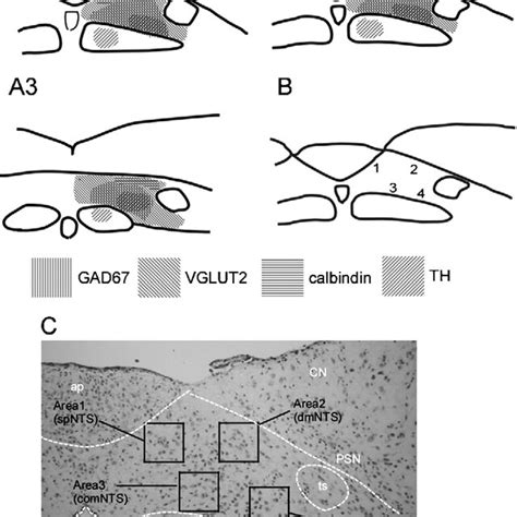 Schematic Diagrams Showing Gad67 Vglut2 Calbindin And Th Mrna Download Scientific Diagram