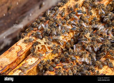 Frames Of A Beehive Close Up View Of The Opened Hive Body Showing The Frames Populated By Honey