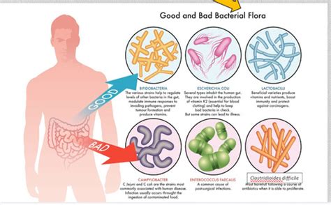 Microbiology Lab Chapter 8b Flashcards Flashcards Quizlet