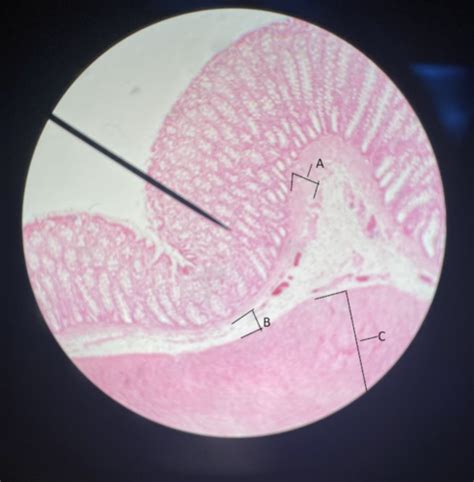 Bio 169 Lab Practical 3 Flashcards Quizlet