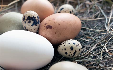 둥지에 있는 다양한 천연 생 계란의 측면 보기 거위 메추라기 닭고기 페아산트 새 계란 꿩류에 대한 스톡 사진 및 기타 이미지 Istock