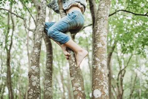 7 Best Tree Climbing Spots In Brisbane And Sunshine Coast — Wildlings