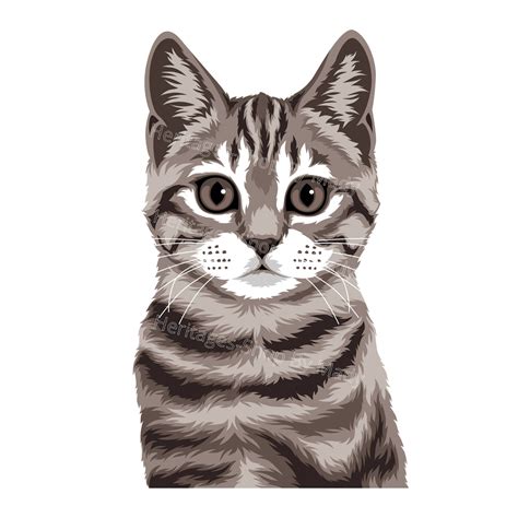Tabby Grey Cat Breed Portrait Illustration Peeking Peekaboo Design