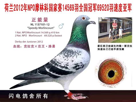 欧洲顶级镇棚种鸽图片 文敏超级种鸽图片 比利时超级大铭鸽图片 大山谷图库