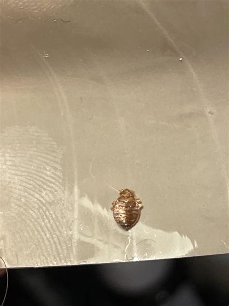 Send Help 🥲 Rbedbugs